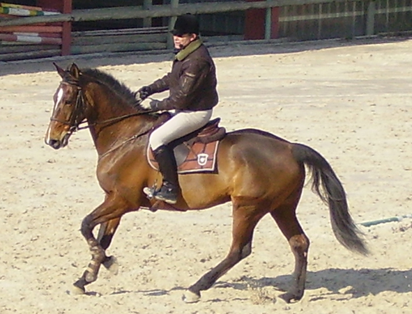 UN VICE-CHAMPION OLYMPIQUE AU HARAS DE BRESSAC | PRIVAS ÉQUITATION